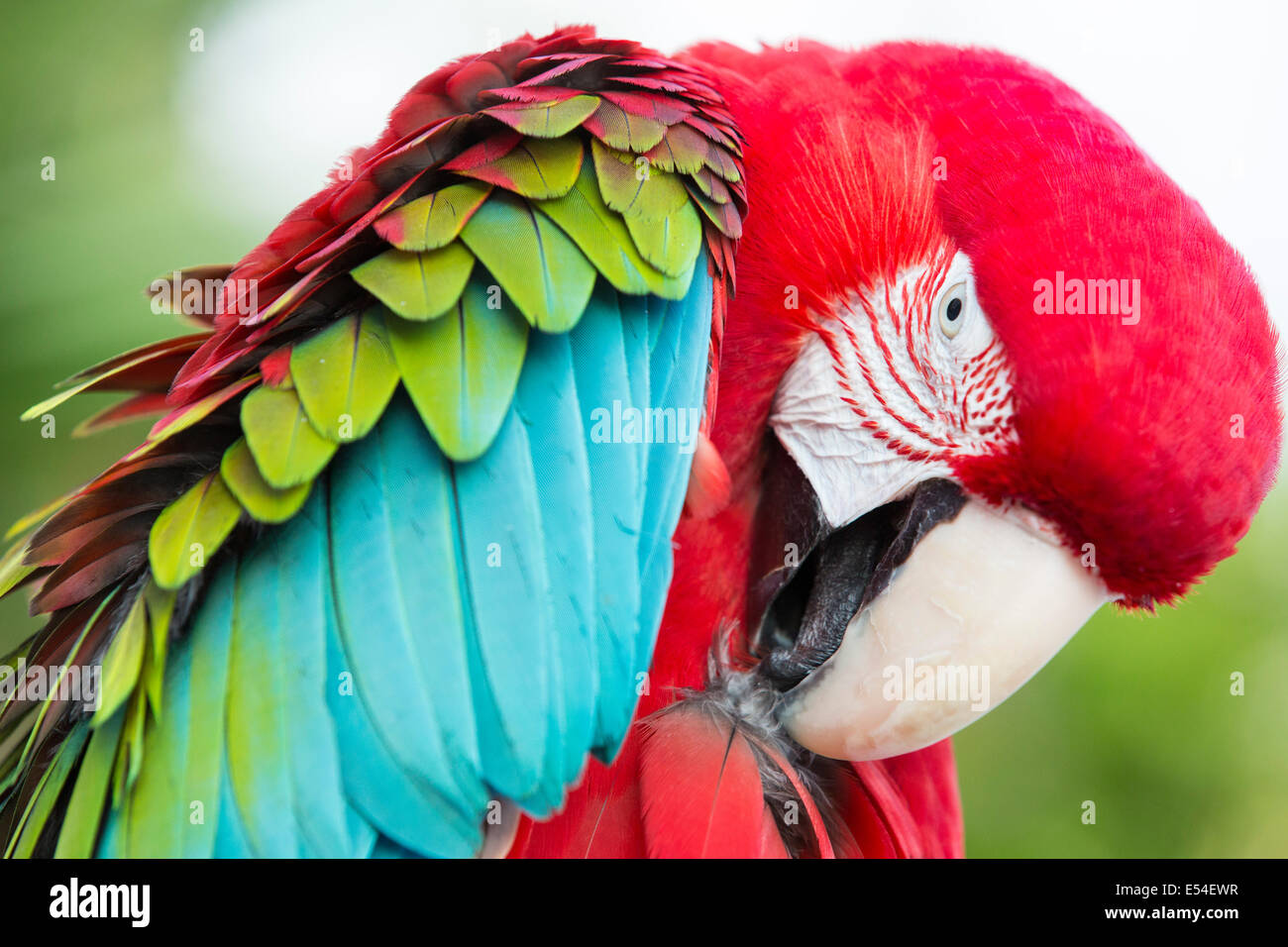 A Greenwing Macaw, Ara chloroptera Stock Photo - Alamy