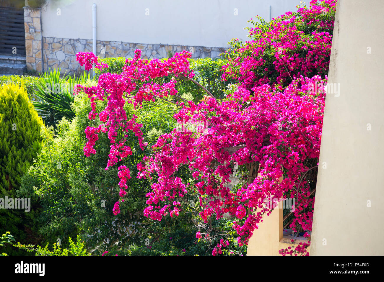 Bougainvillea flowering in a garden in Sivota, Greece Stock Photo - Alamy