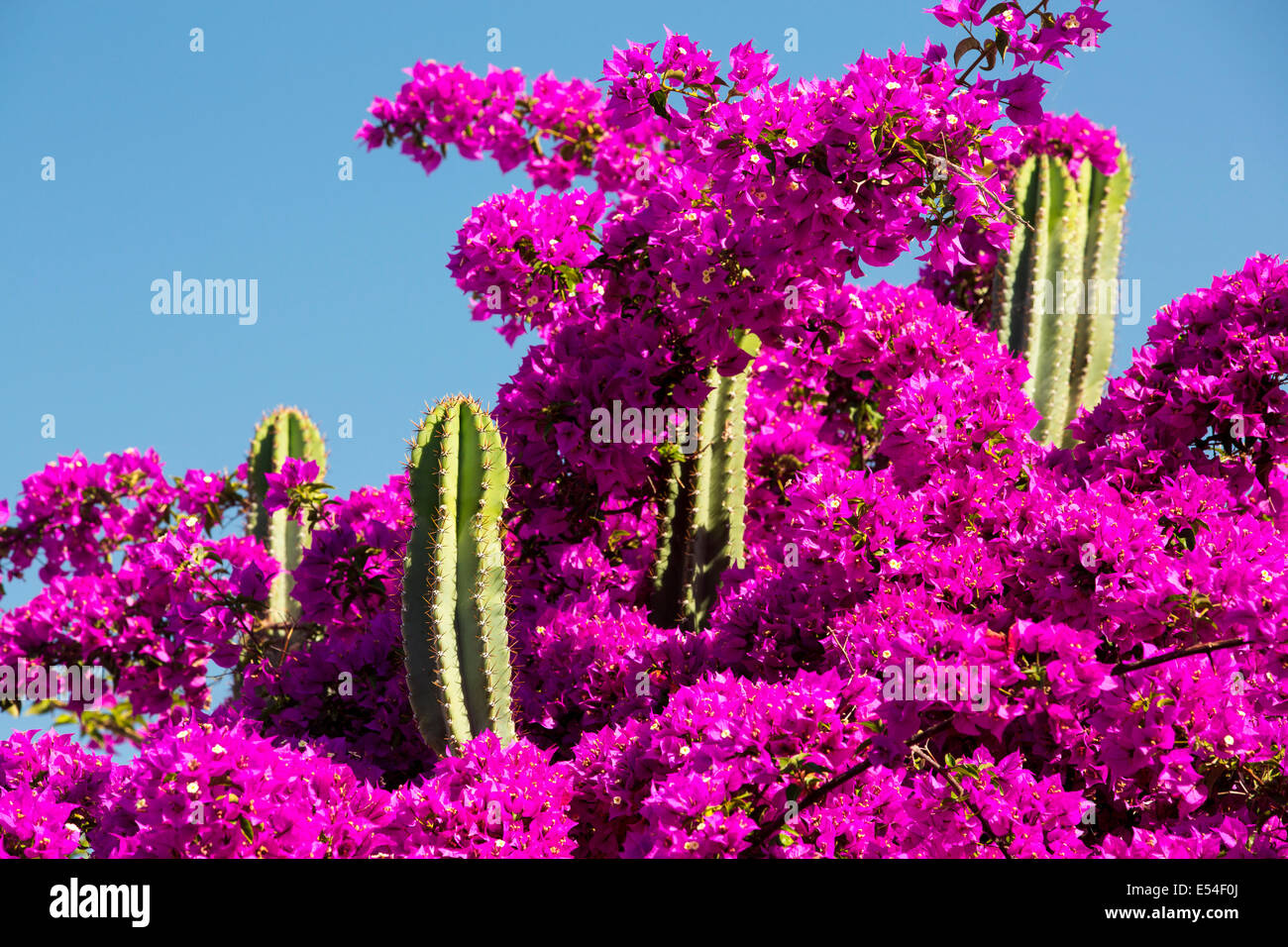 Bougainvillea flowering in a garden in Sivota, Greece, amongst cacti ...