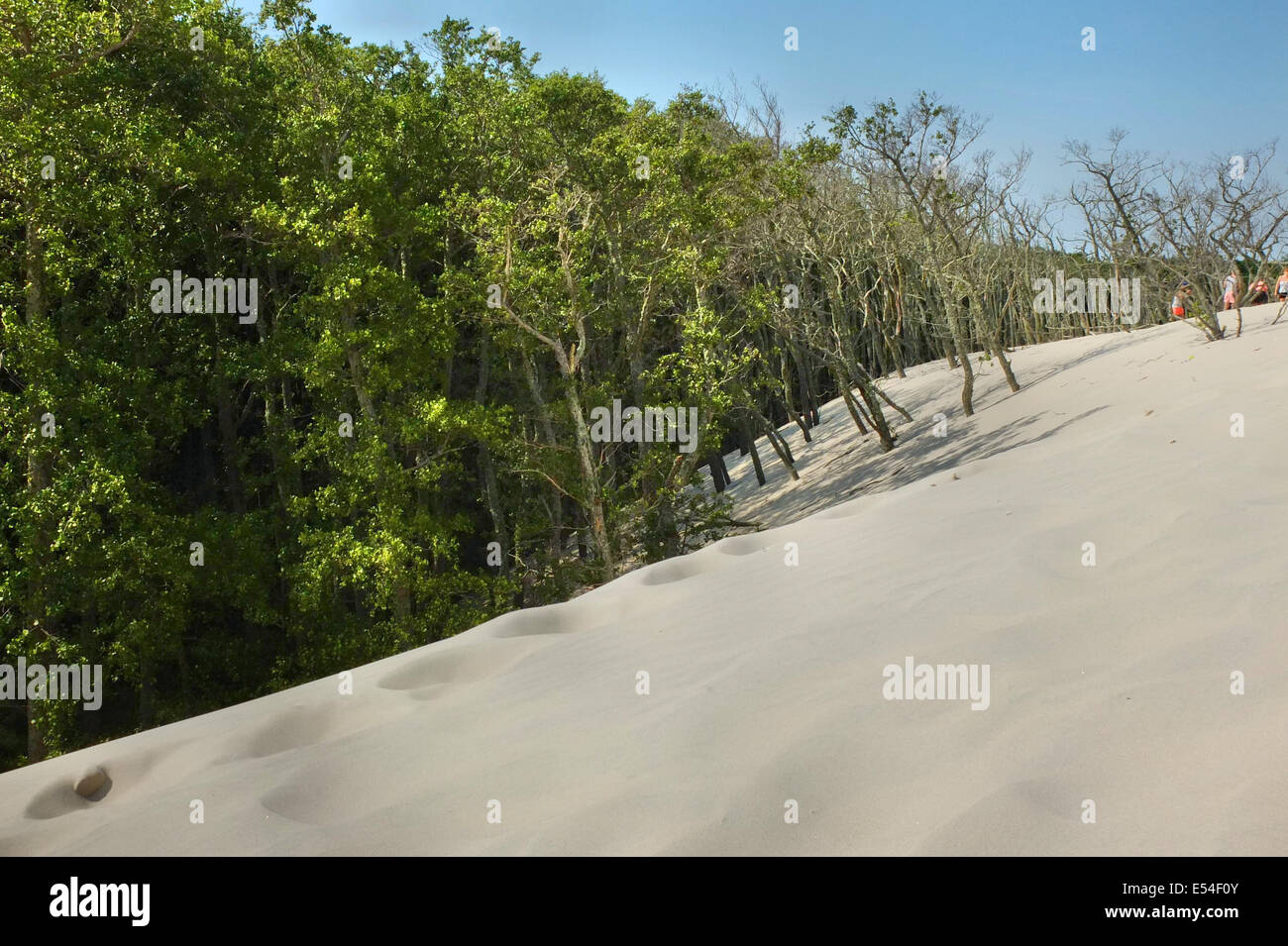 Leba, Poland. 20th, July 2014. Moving sand dunes in the Slowinski ...