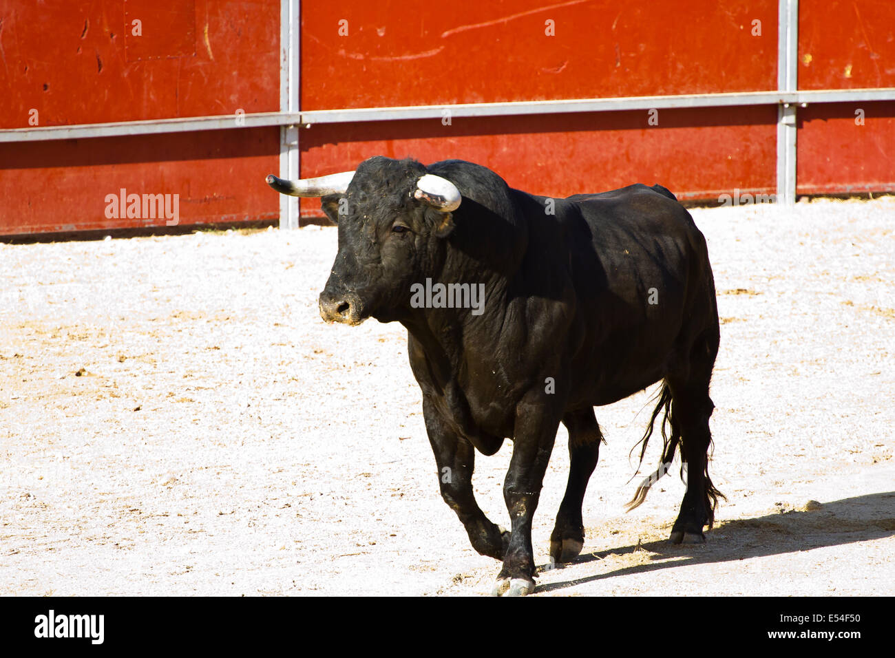Spanish bull. Bullfight. Animal of great strength and nobility Stock ...
