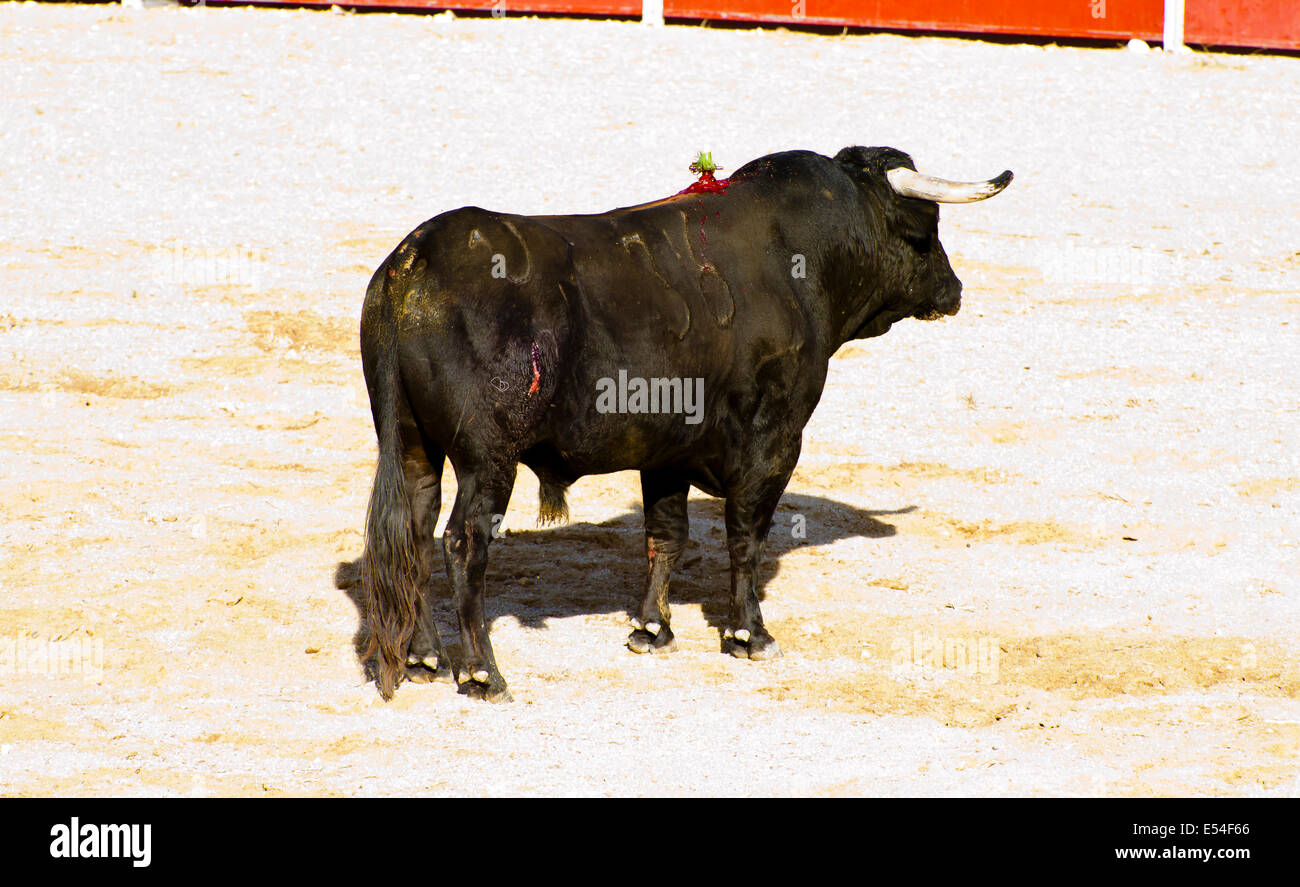 Spanish bull. Bullfight. Animal of great strength and nobility Stock ...