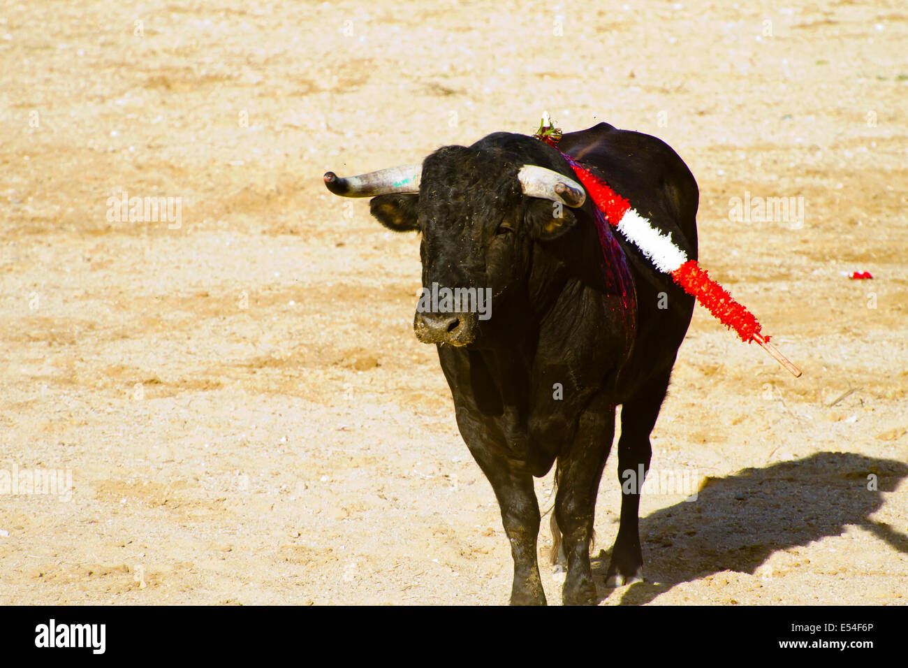 Spanish bull. Bullfight. Animal of great strength and nobility Stock ...