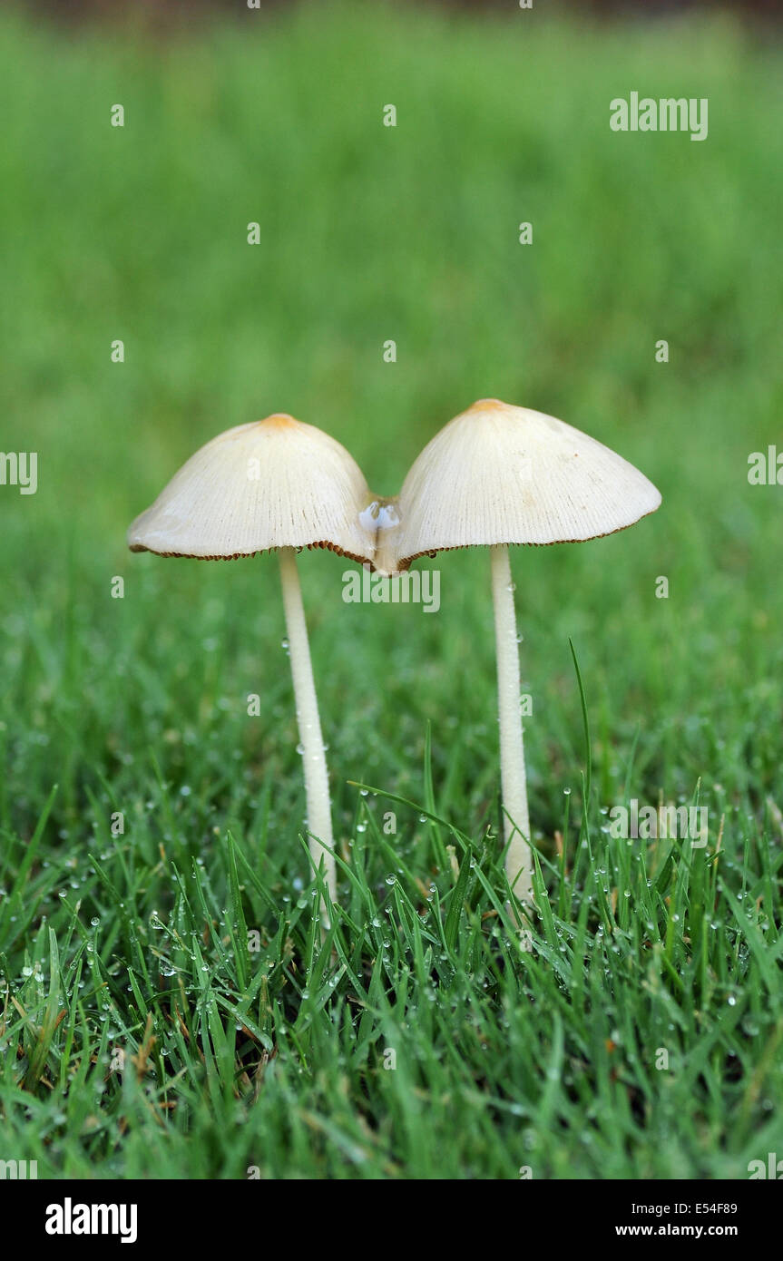 A pair of miniature toadstools touching Stock Photo - Alamy