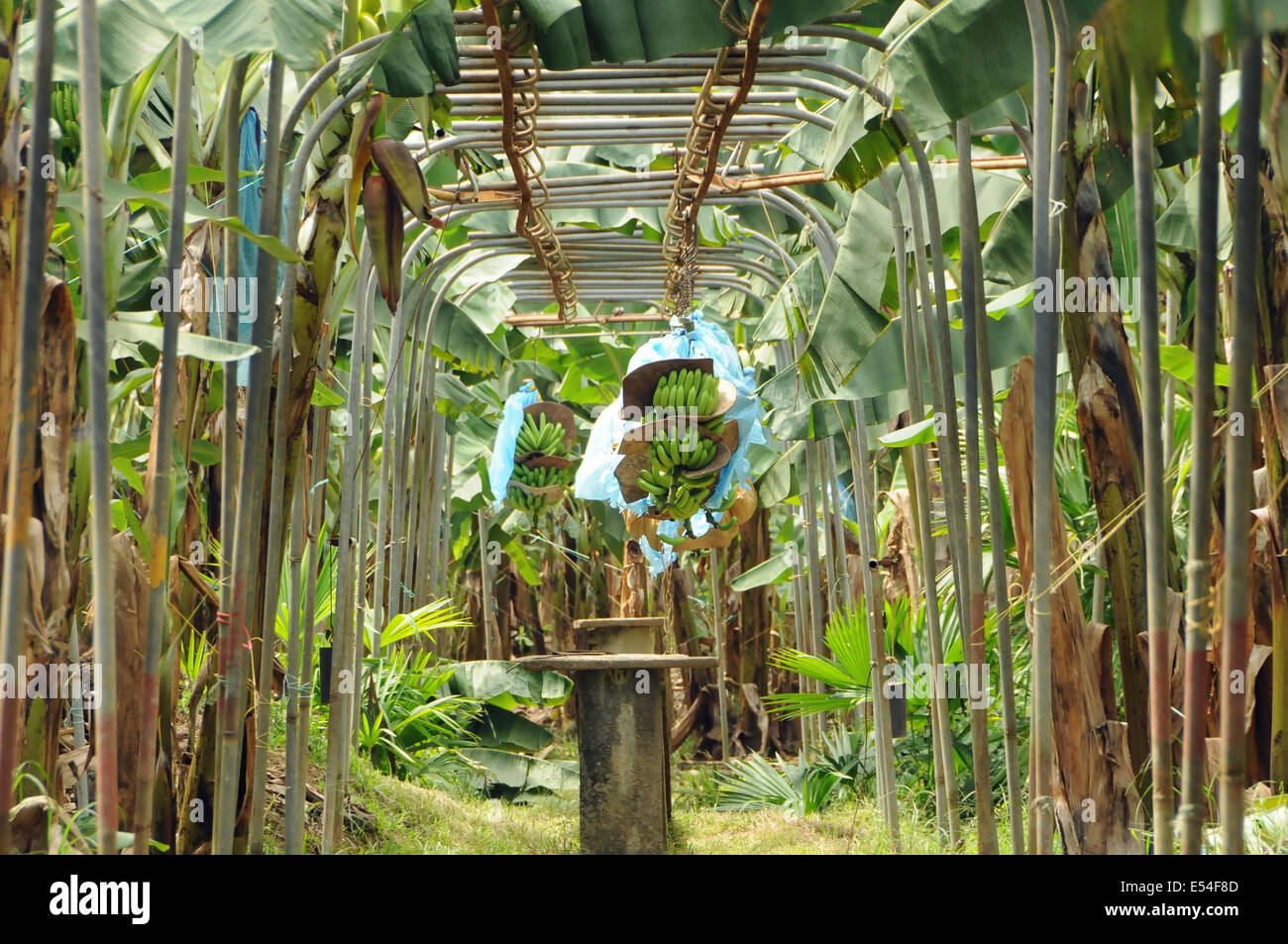 Banana shipping hi-res stock photography and images - Alamy
