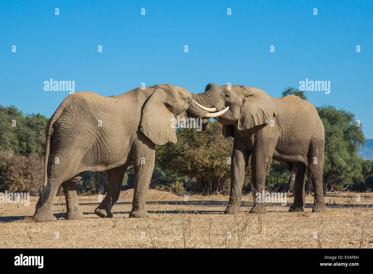 Two African Elephant bulls play-fighting Stock Photo - Alamy