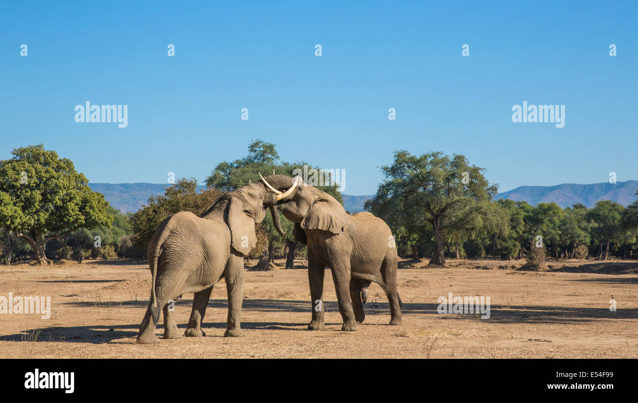 Two African Elephant bulls play-fighting Stock Photo - Alamy