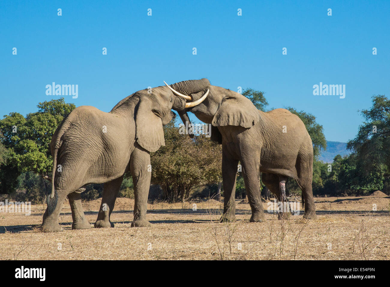 Two African Elephant bulls play-fighting Stock Photo - Alamy