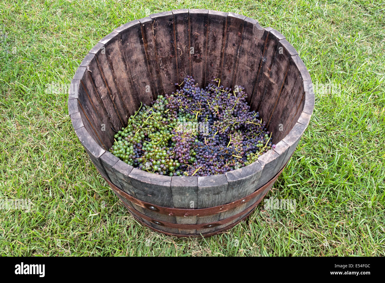 Wine Barrel With Grapes Poster A Glass Of White Wine With Grapes On A