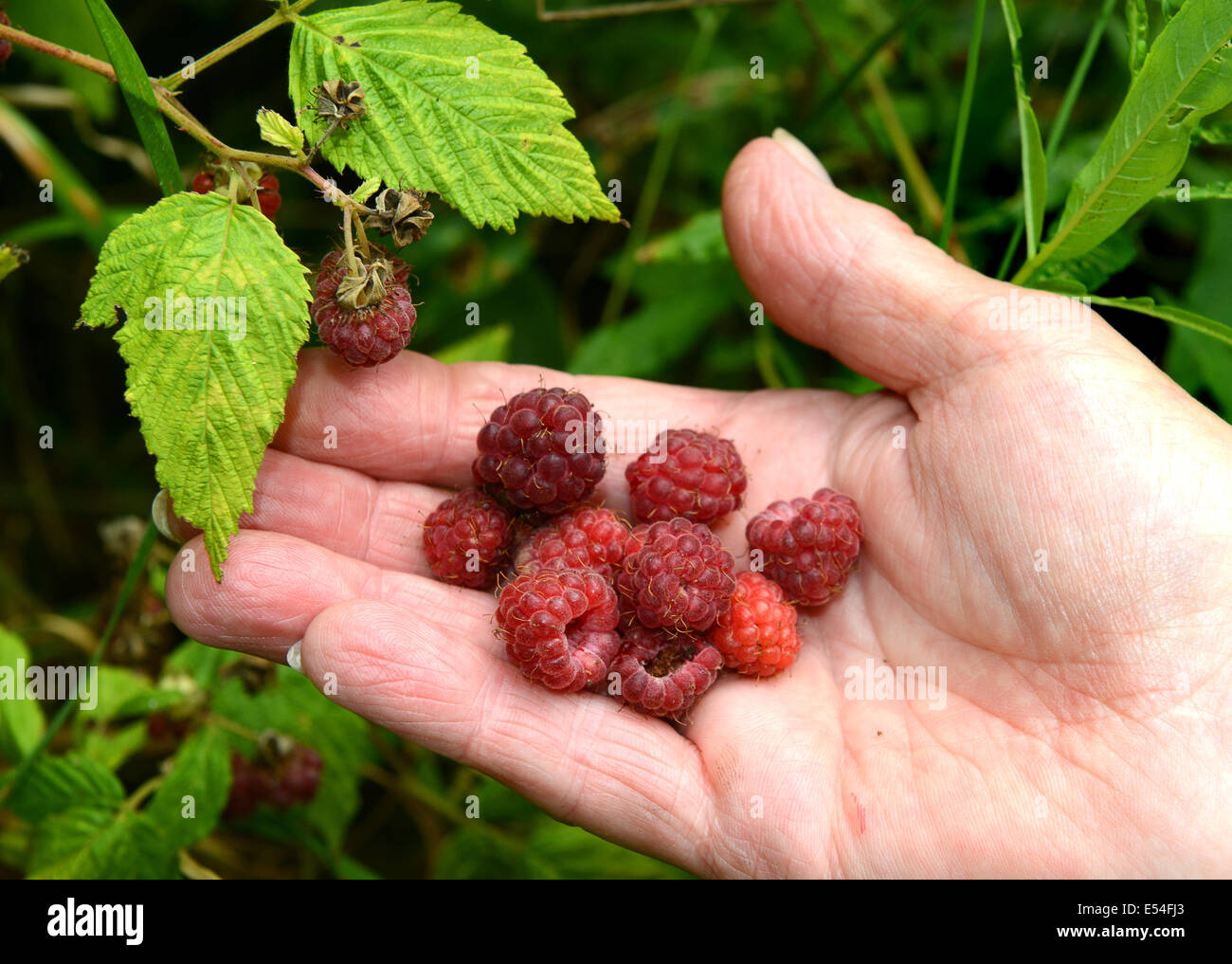 Picking wild fresh ripe rasberries uk Stock Photo - Alamy