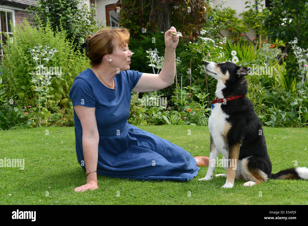 Woman with pet pets dog dogs female owner animal lover senior older uk ...