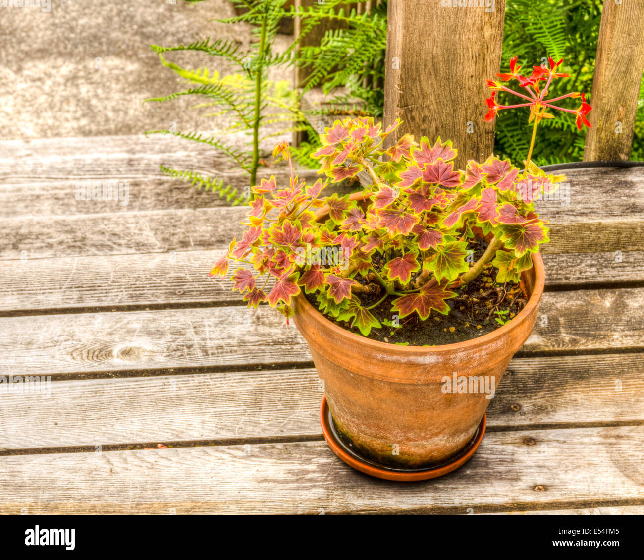 Variegated leaf geranium hi-res stock photography and images - Alamy