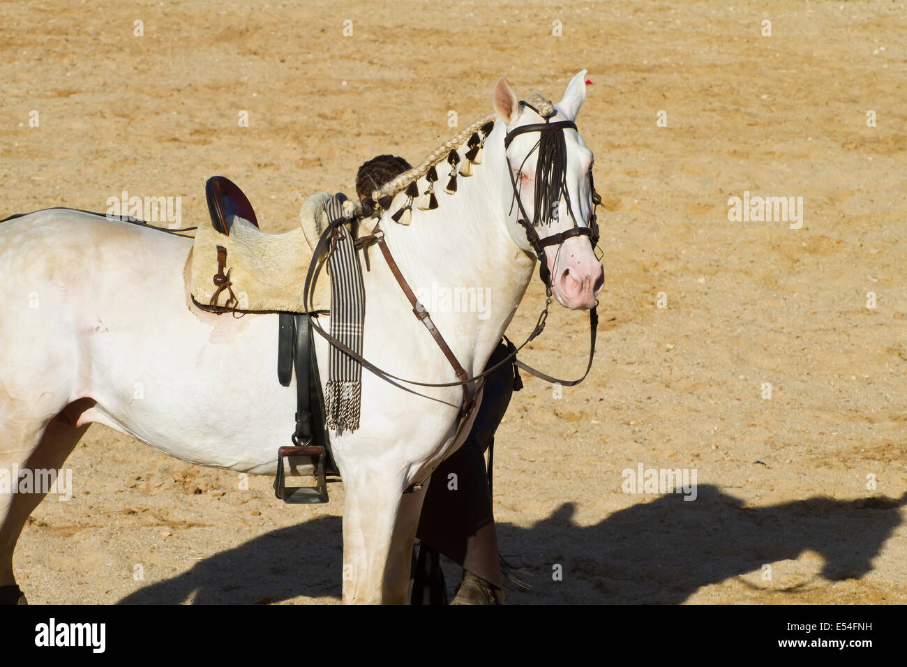 Albino killer hi-res stock photography and images - Alamy