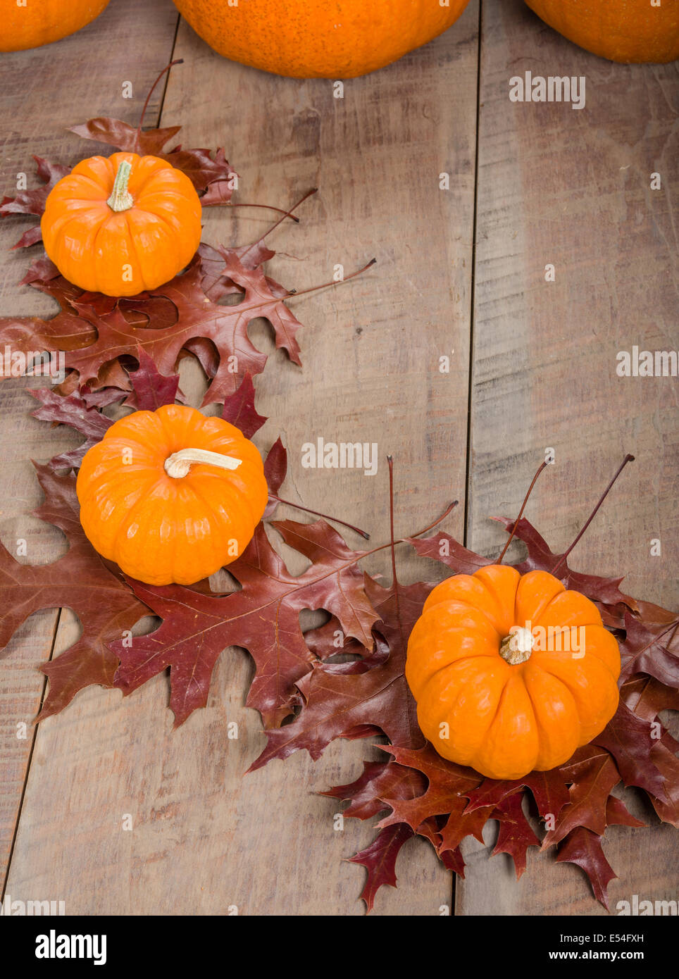 Pumpkins and fall leaves in a decorative display Stock Photo - Alamy