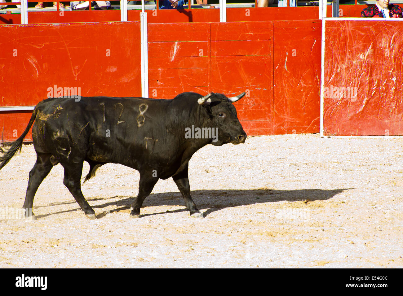 Spanish bull. Bullfight. Animal of great strength and nobility Stock ...