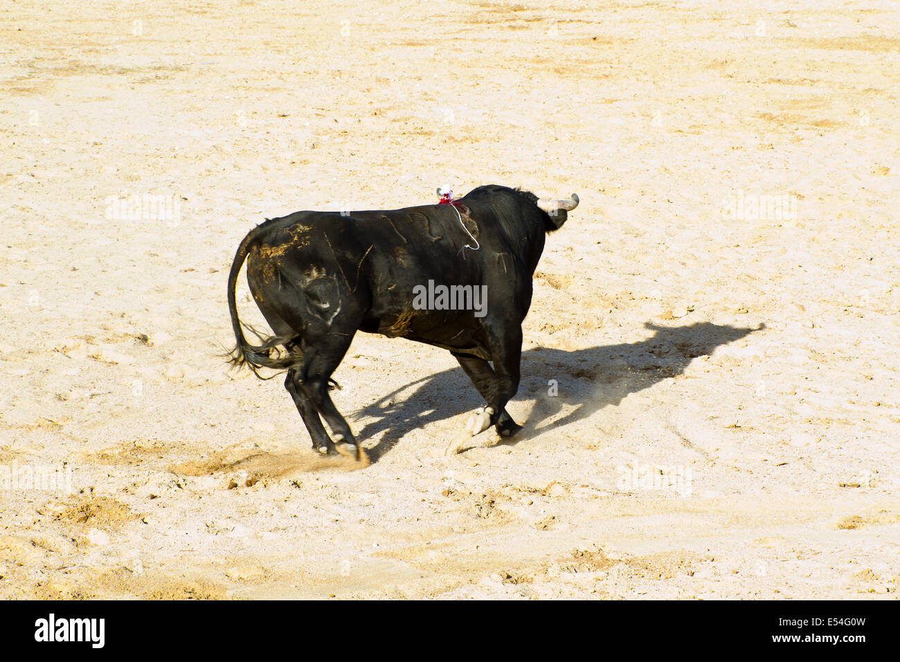 Spanish bull. Bullfight. Animal of great strength and nobility Stock ...