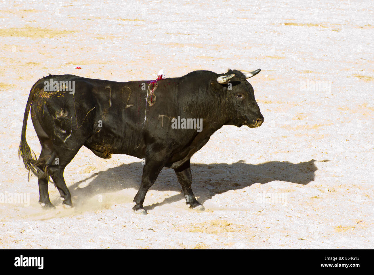 Spanish bull. Bullfight. Animal of great strength and nobility Stock ...