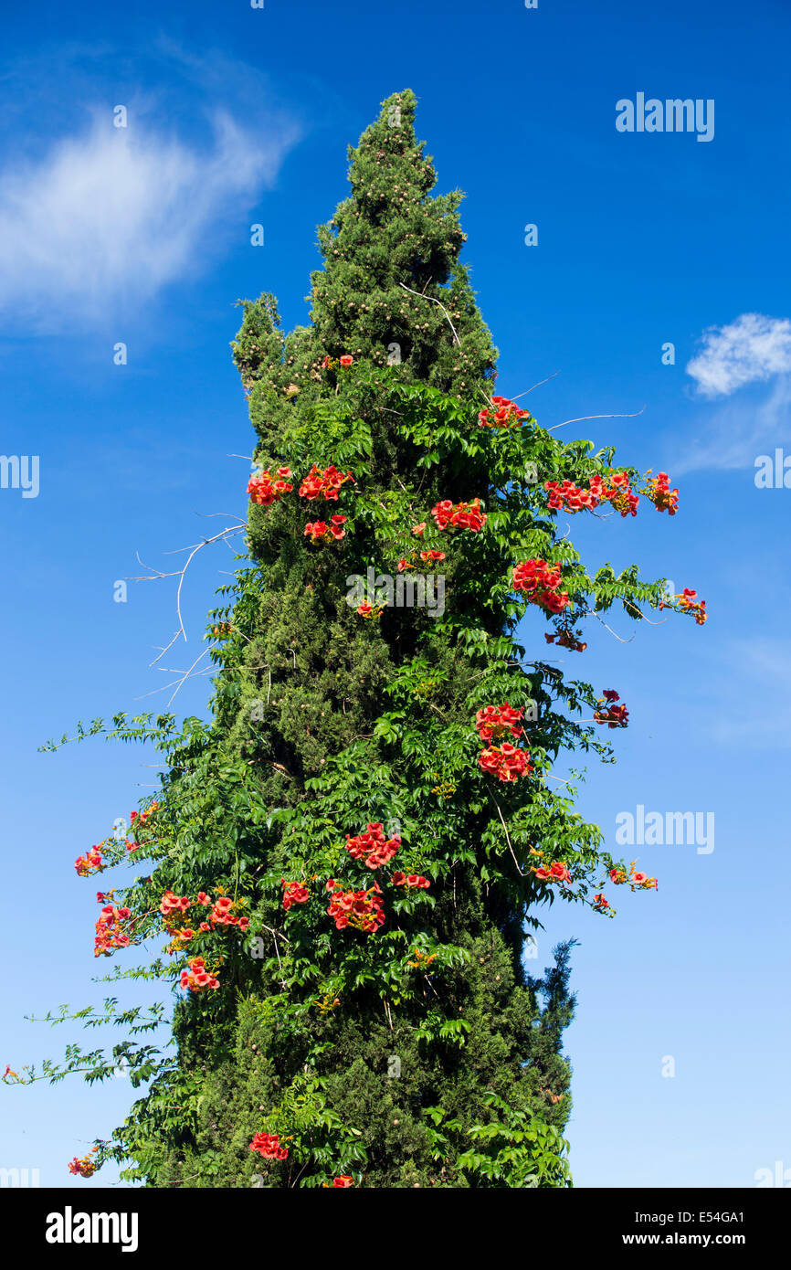 Conifer flowers hi-res stock photography and images - Alamy