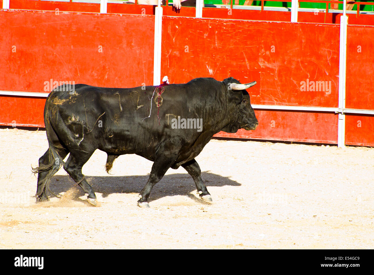 Spanish bull. Bullfight. Animal of great strength and nobility Stock ...
