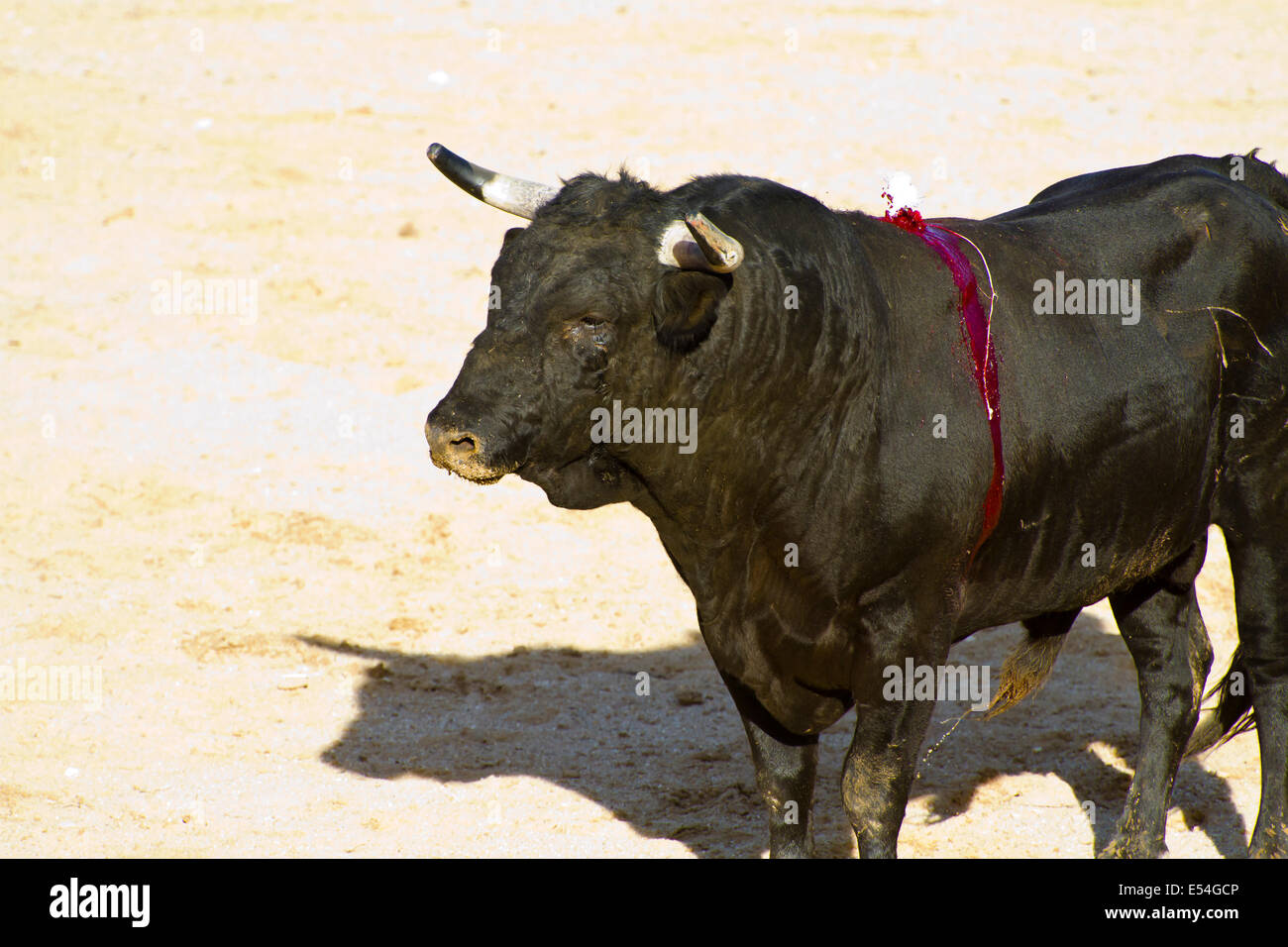 Spanish bull. Bullfight. Animal of great strength and nobility Stock ...