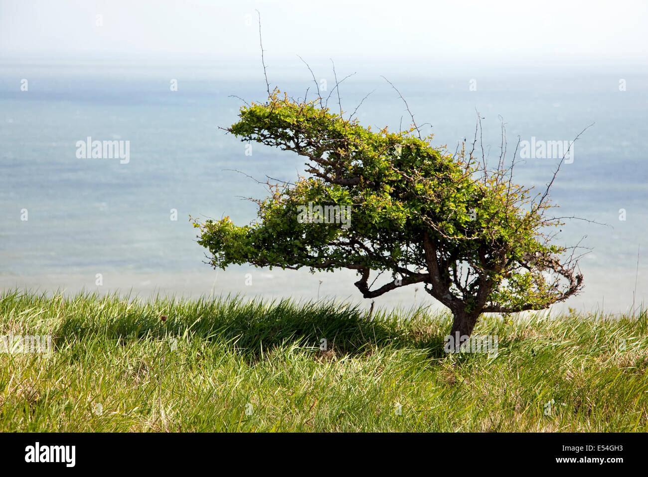 Windswept tree hi-res stock photography and images - Alamy