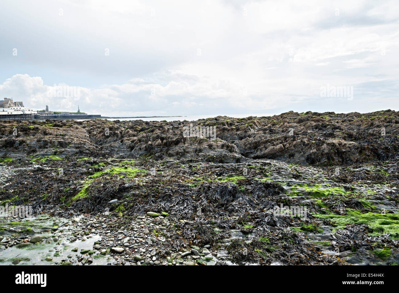 aberystwyth wales beach and rock pools and seaweed Stock Photo - Alamy