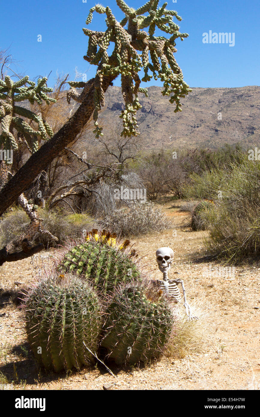 Human bones desert hi-res stock photography and images - Alamy