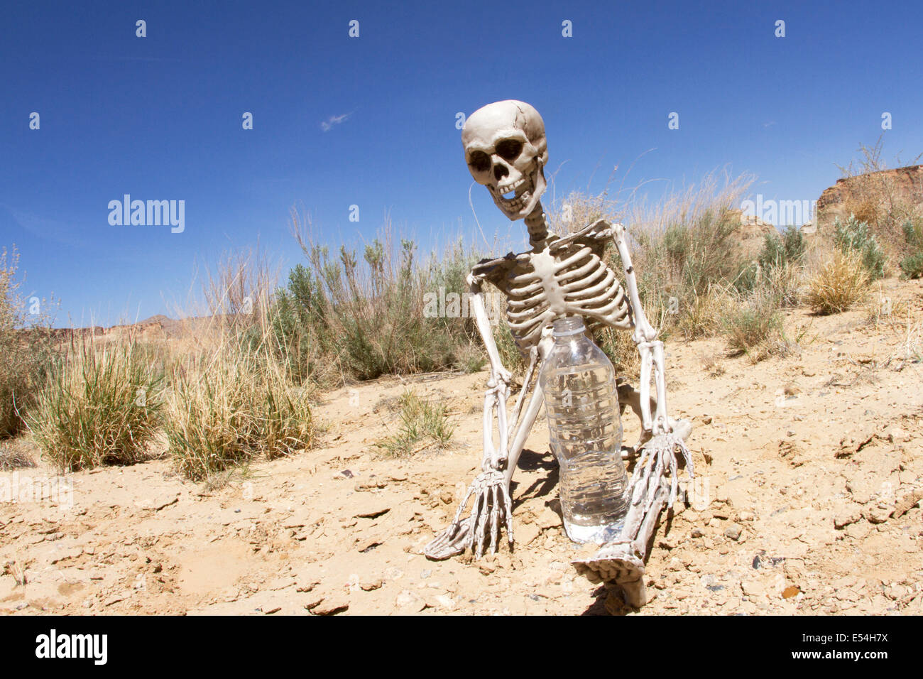 Human skeleton in desert with bottle of water Stock Photo - Alamy