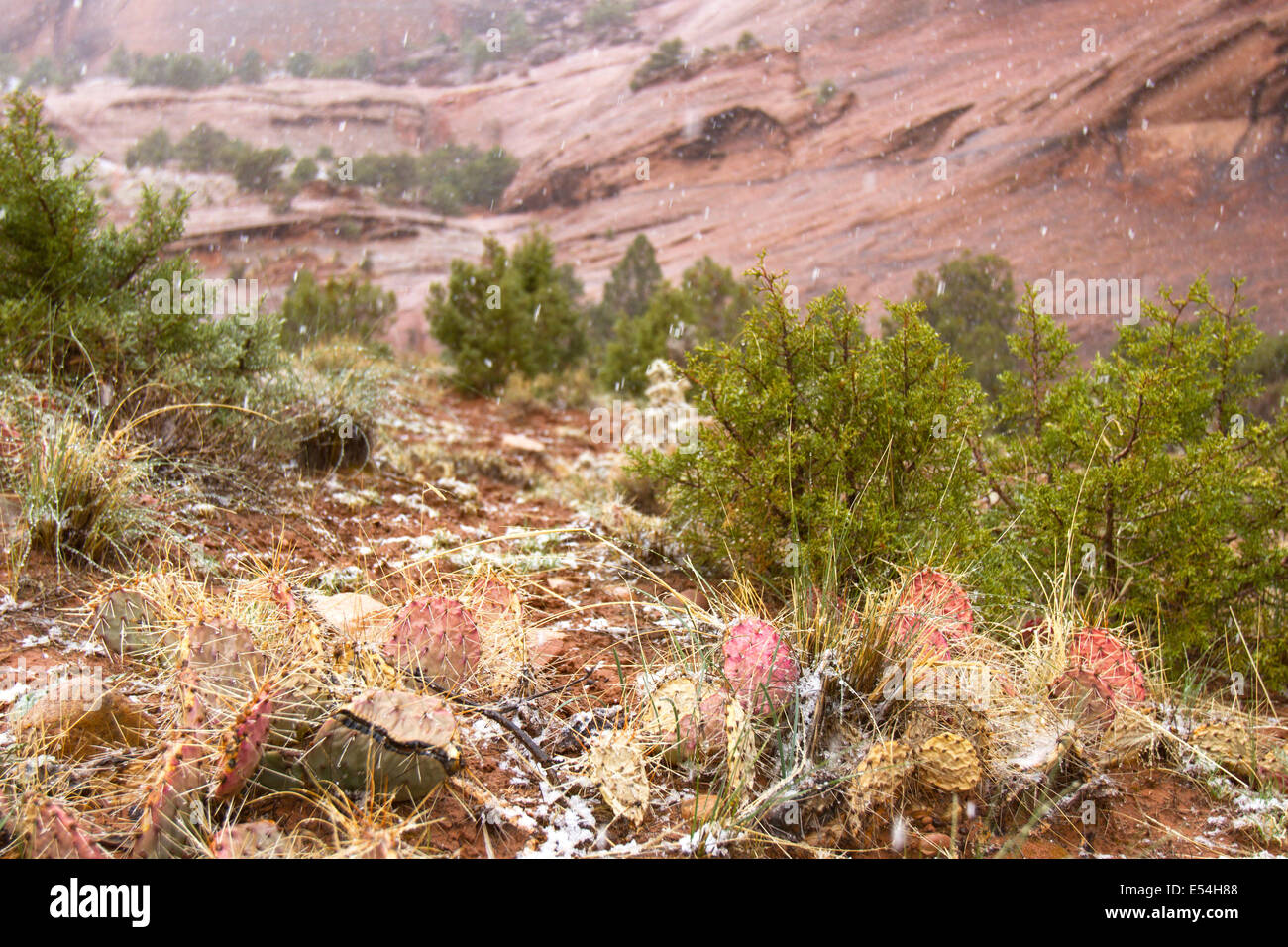Snow falling in the desert in early spring in Canyon de Chelly National ...