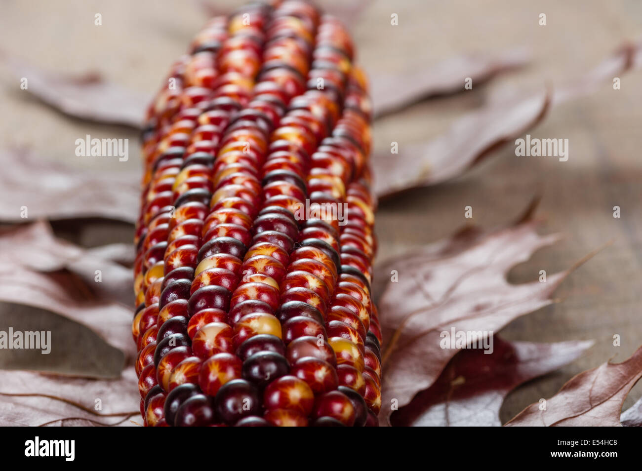Decorative indian corn used for fall harvest display decoration Stock ...