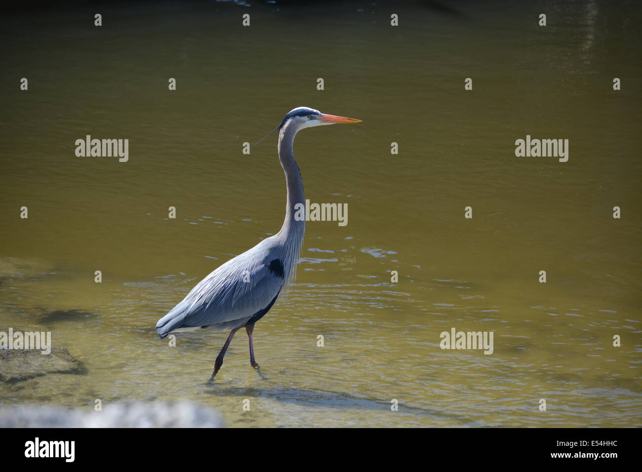 bird great blue heron Stock Photo - Alamy
