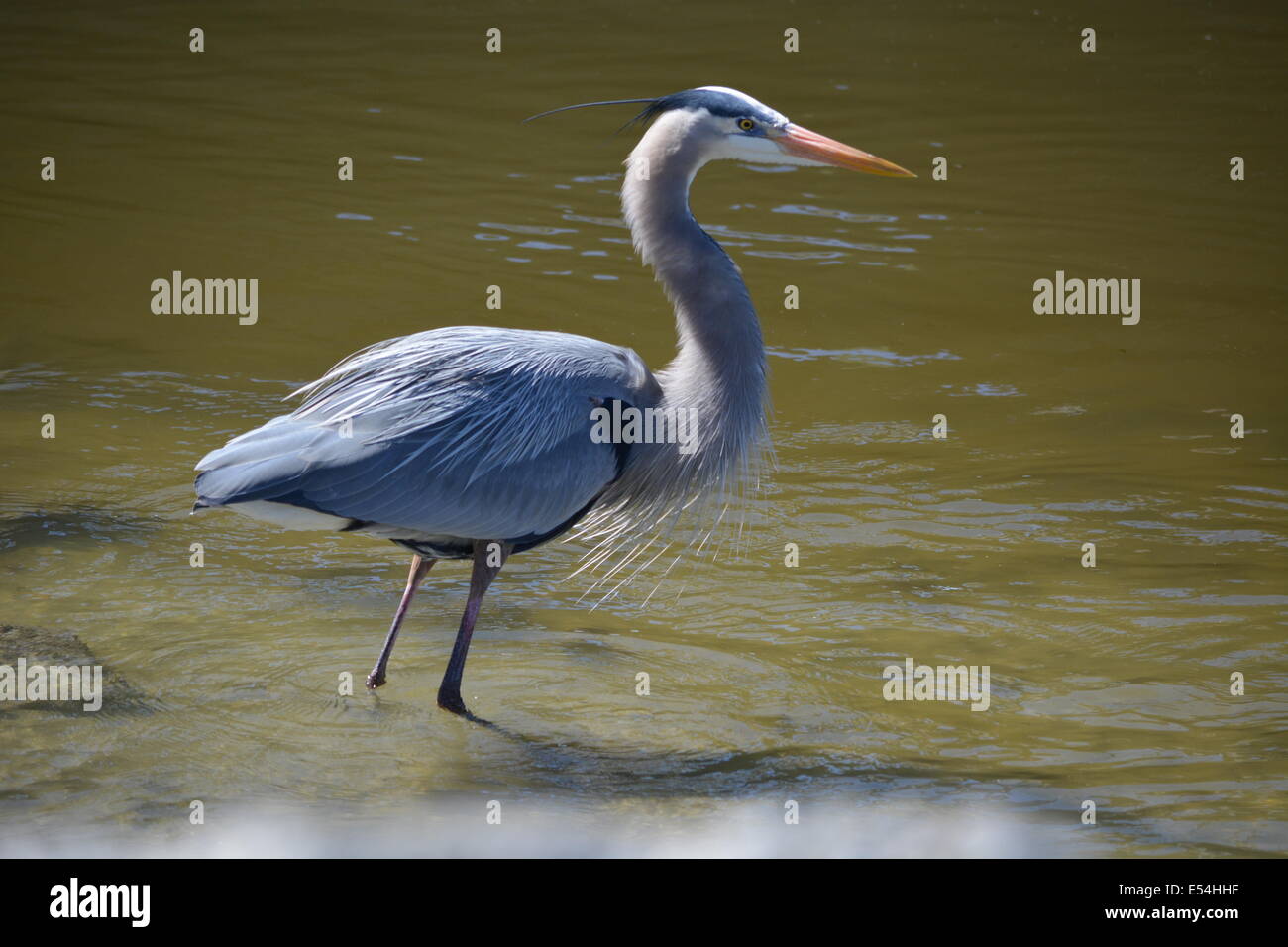 bird great blue heron Stock Photo - Alamy