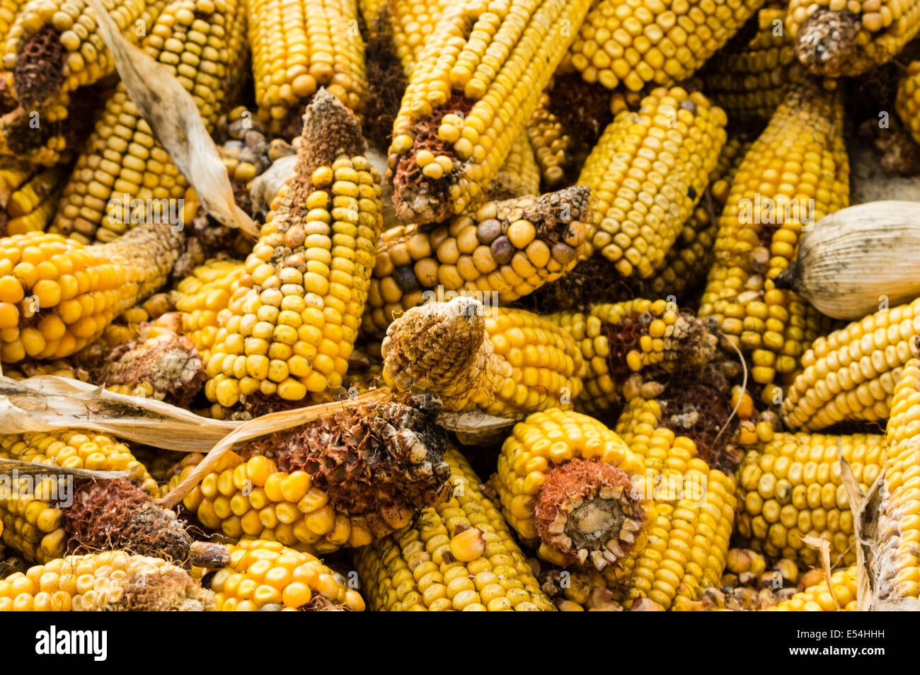 Ears of dried corn or maize stored for food Stock Photo - Alamy