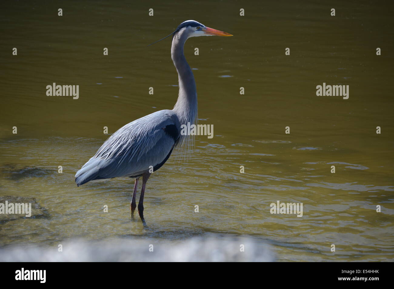 bird great blue heron Stock Photo - Alamy
