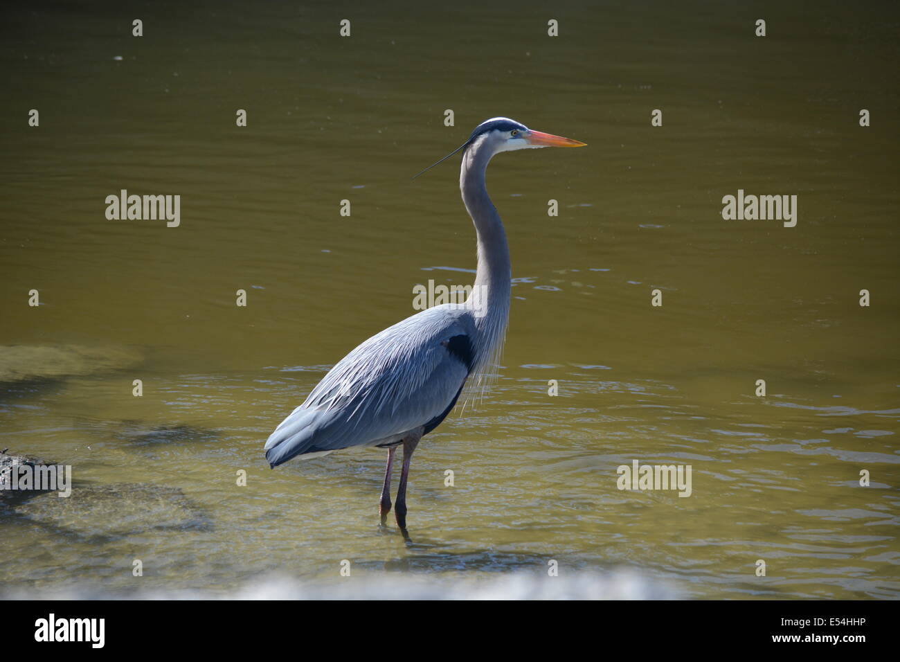 bird great blue heron Stock Photo - Alamy