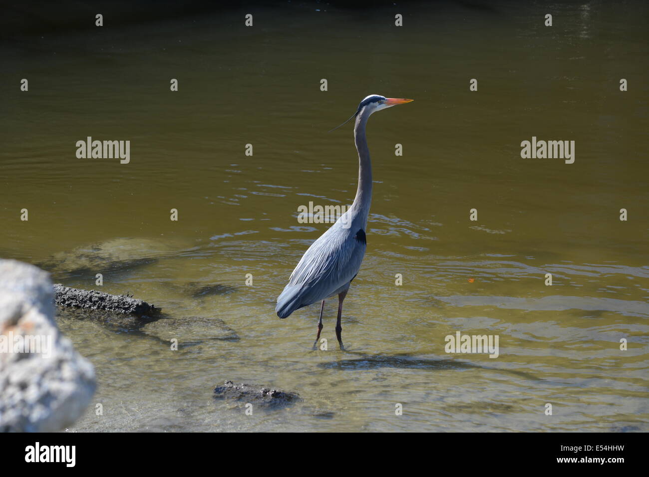 bird great blue heron Stock Photo - Alamy
