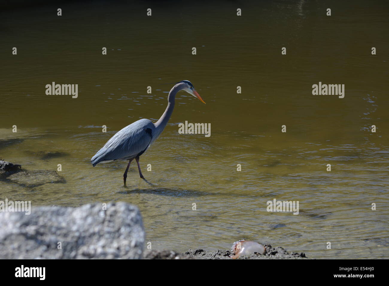 bird great blue heron Stock Photo - Alamy