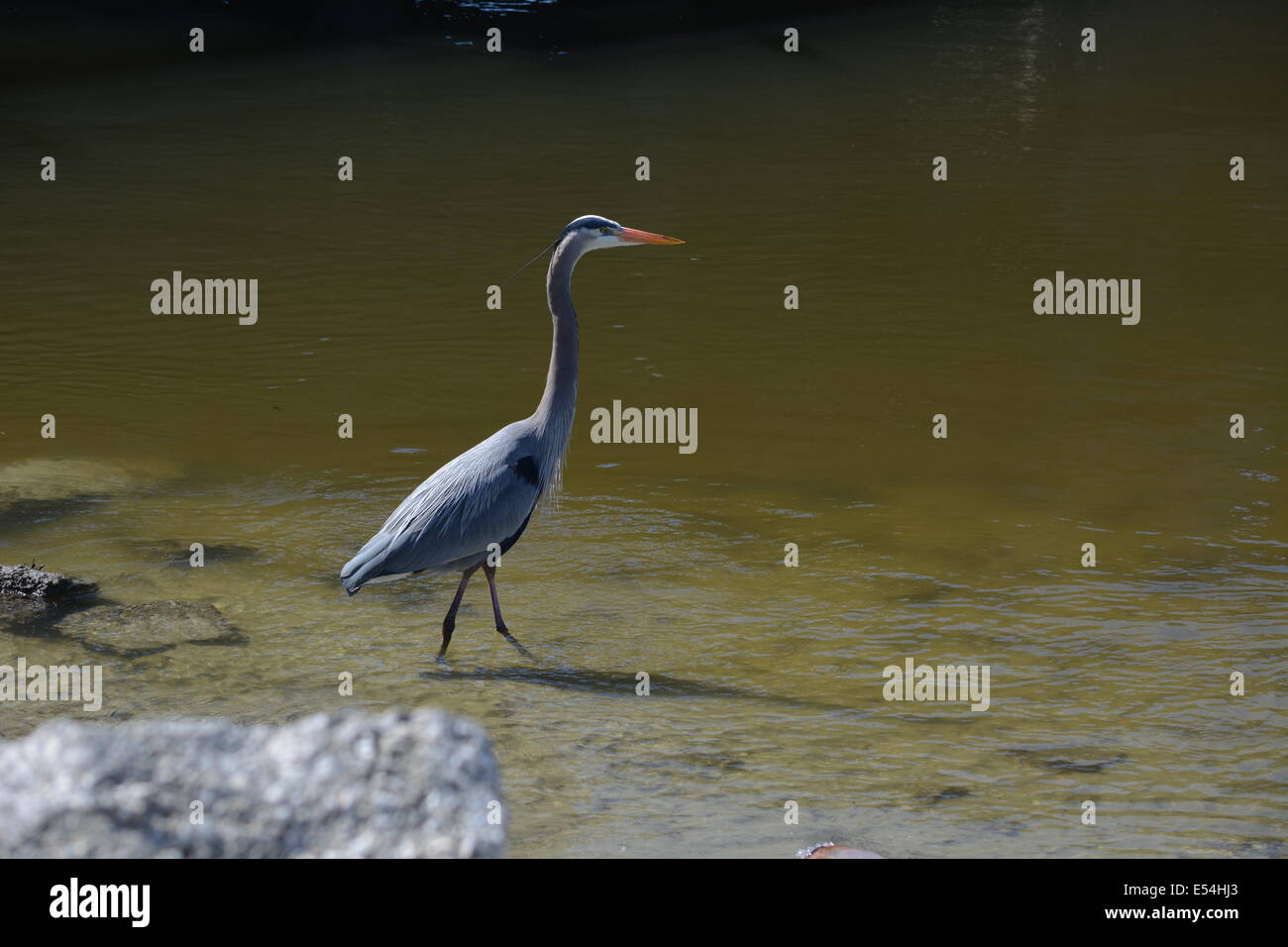 bird great blue heron Stock Photo - Alamy