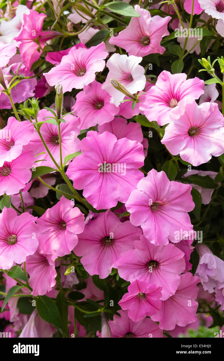 Colorful Petunias flowering plants in full bloom Stock Photo - Alamy