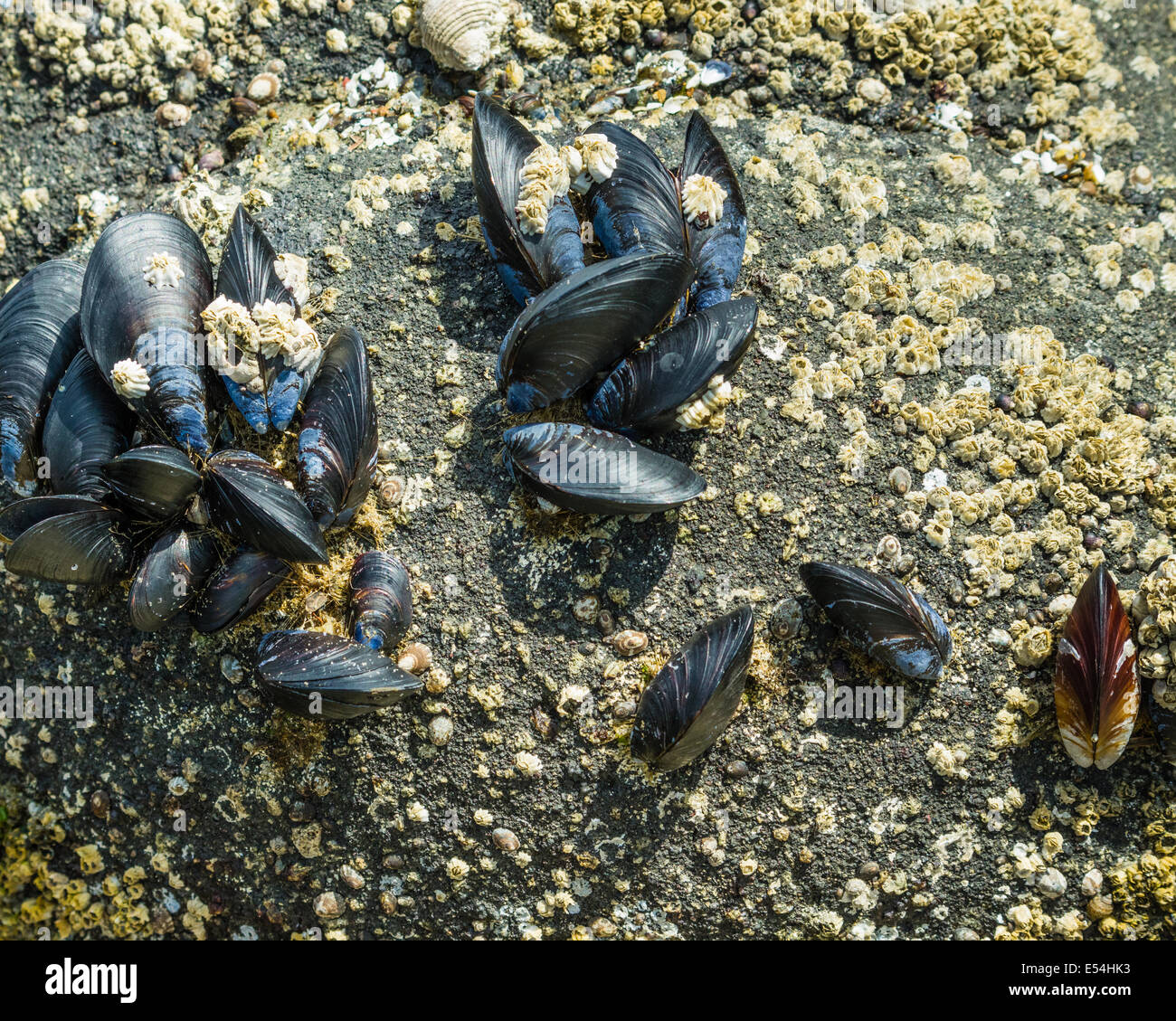 Tidal zone hi-res stock photography and images - Alamy