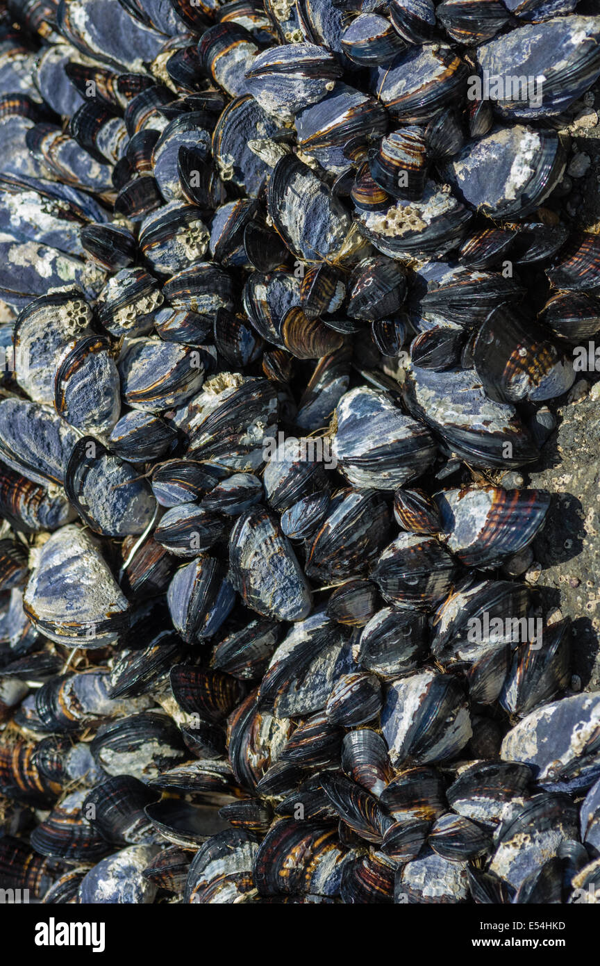 Tidal zone hi-res stock photography and images - Alamy