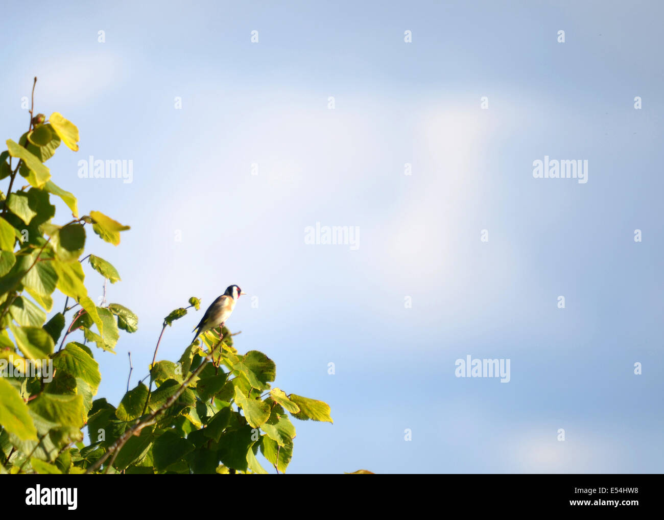 Singing tree hi-res stock photography and images - Alamy
