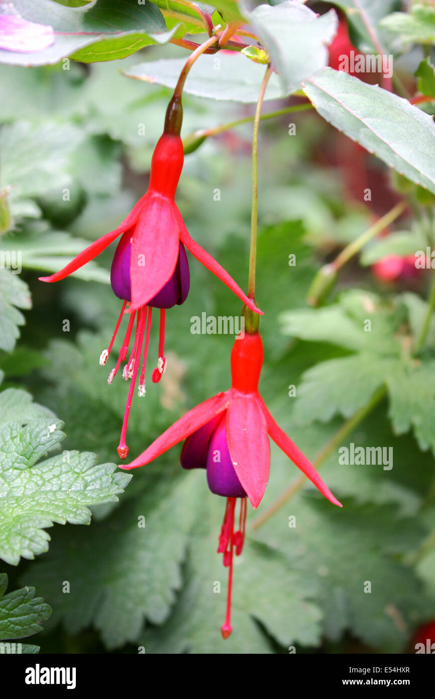 a close up view of the beautiful Fuchsia plant Stock Photo - Alamy