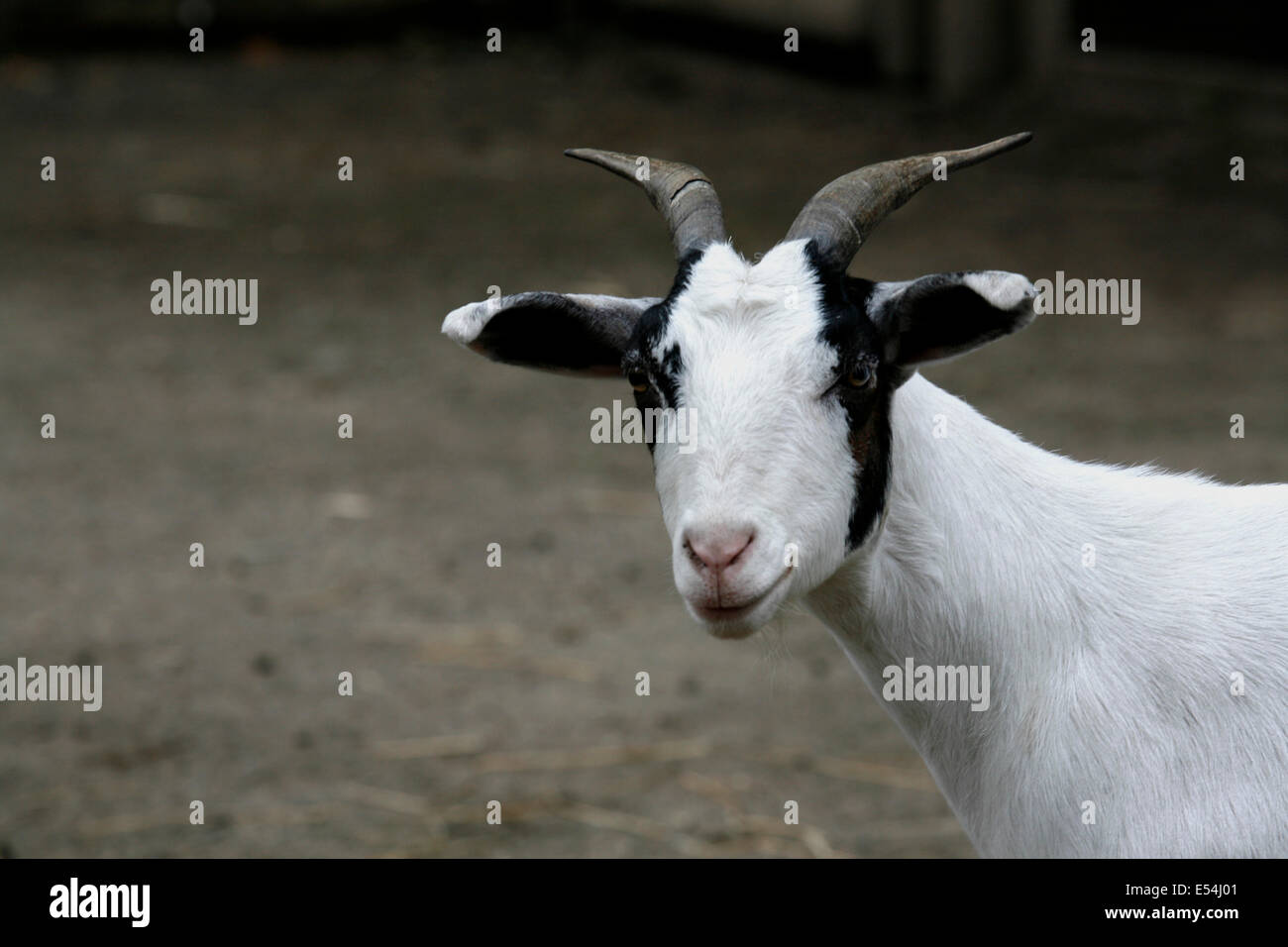 Common goat hi-res stock photography and images - Alamy