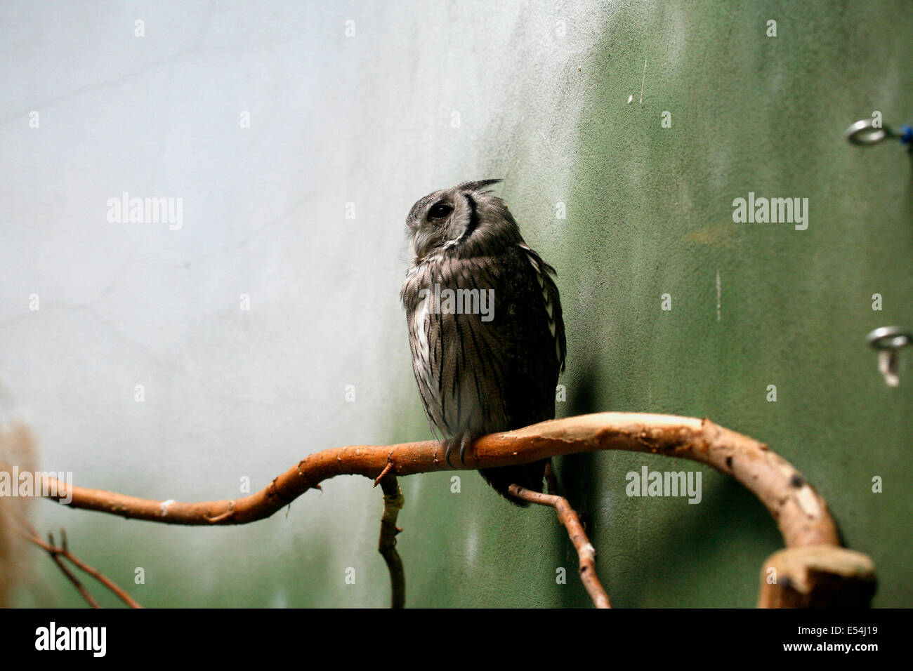The White Faced Scops Owl is native to Africa. It dines on small ...