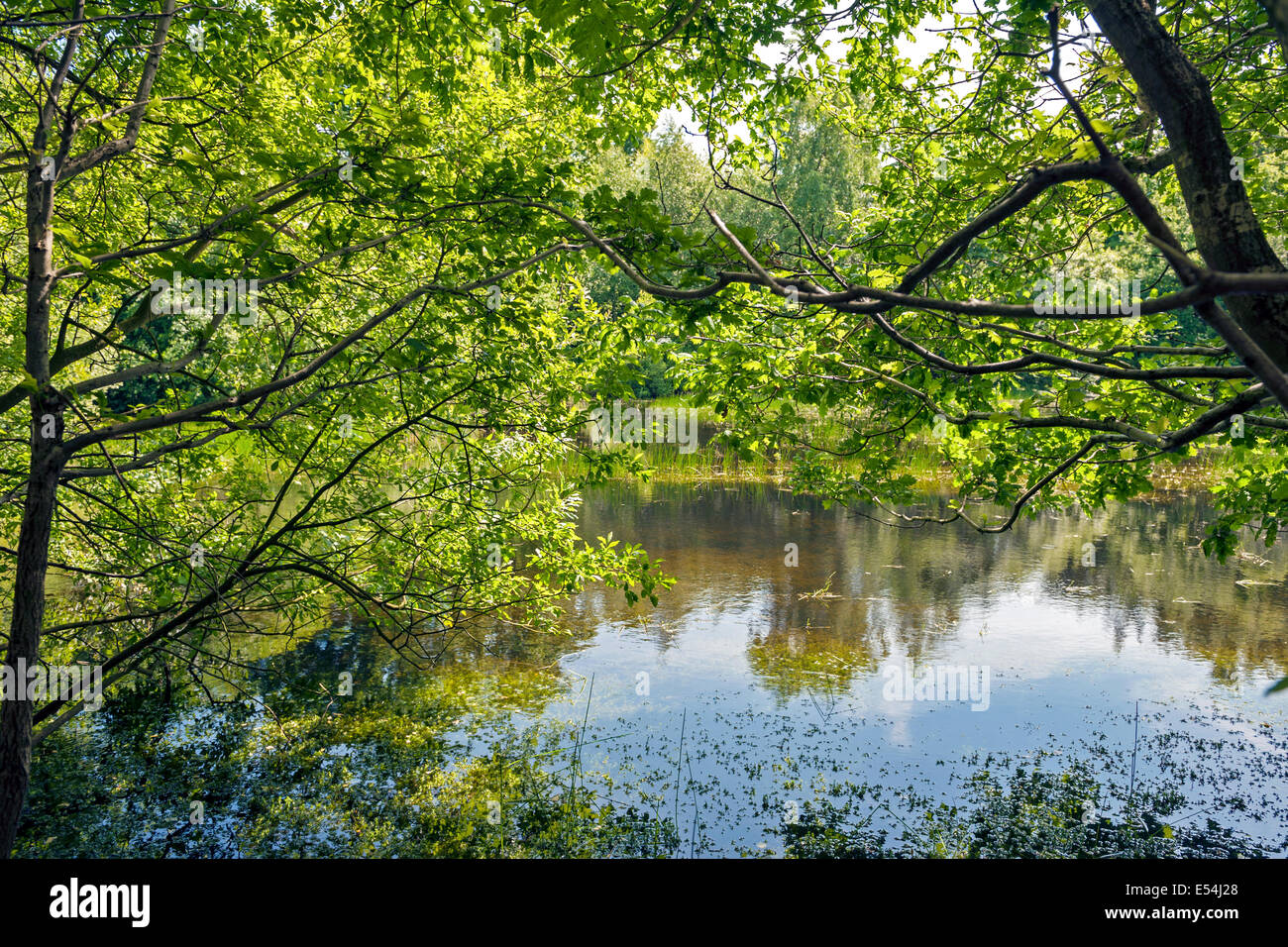 Epping forest hi-res stock photography and images - Alamy