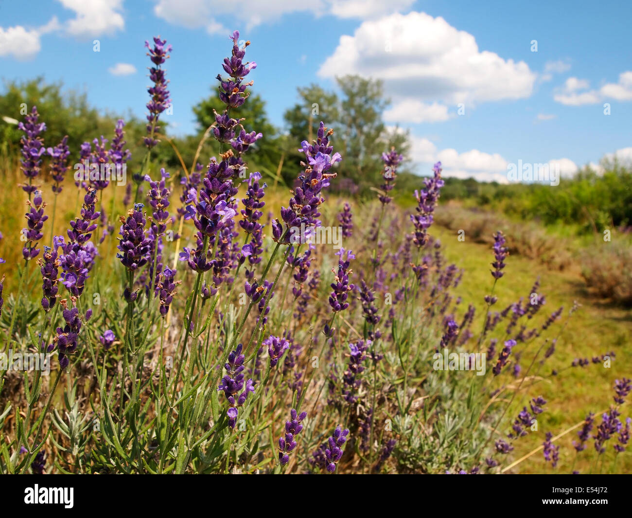Closeup of English lavender plants in a row on a farm with brilliant ...