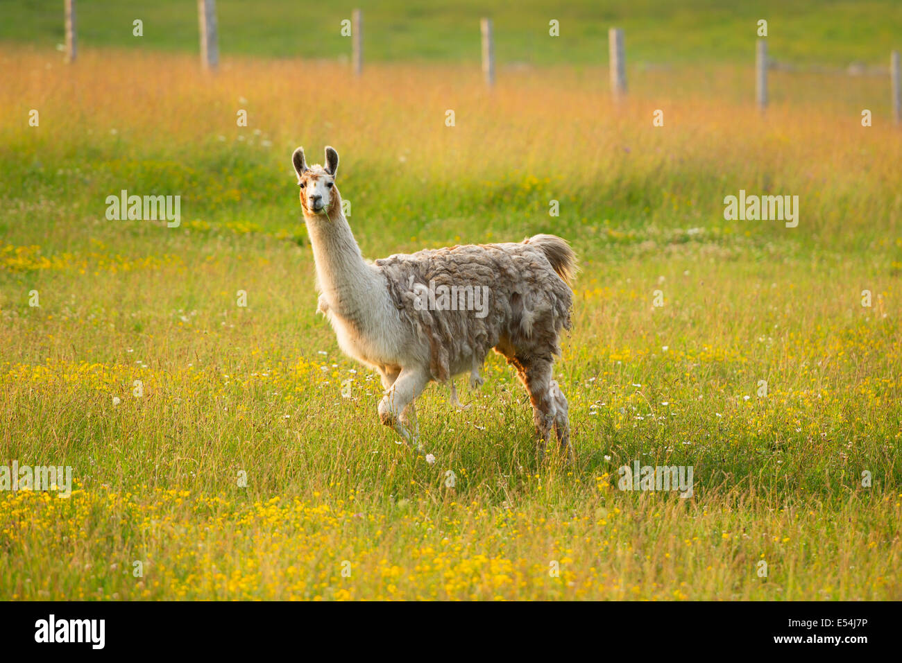 Llama, Lama Glama standing in a Field, Shedding Coat, Fiber Stock Photo ...