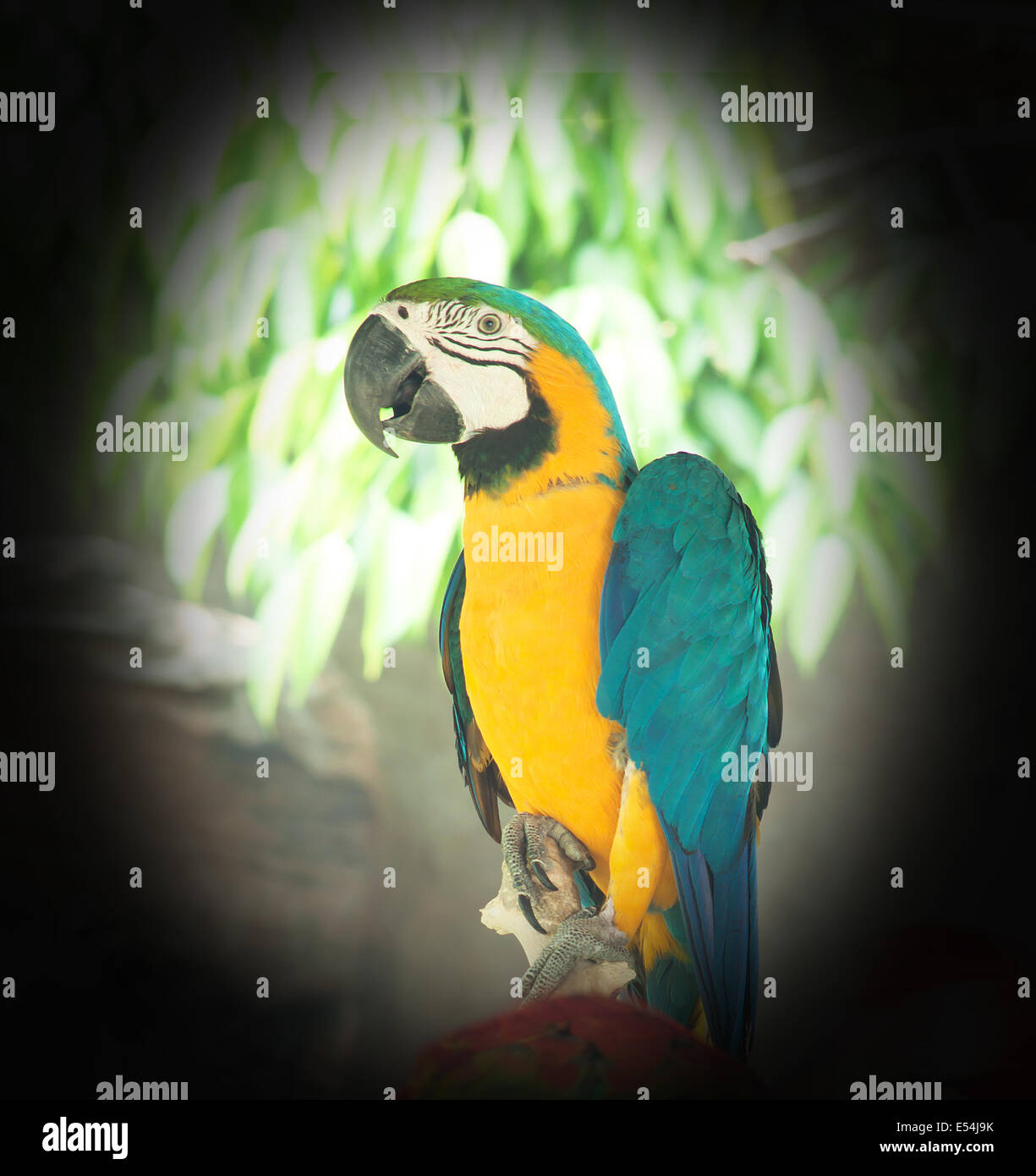 parrot bird sitting on the perch Stock Photo - Alamy