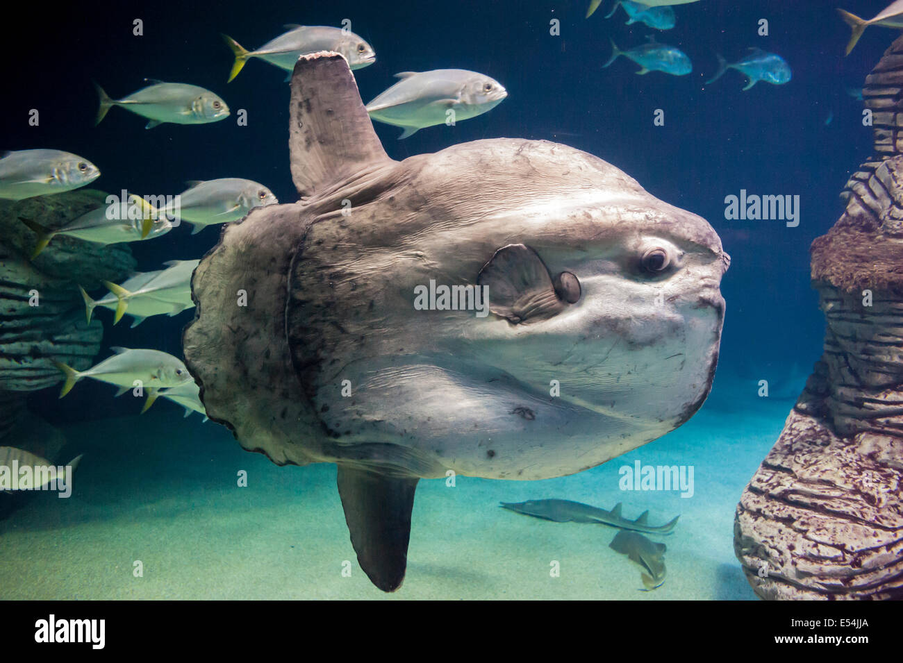 Ocean sunfish hi-res stock photography and images - Alamy
